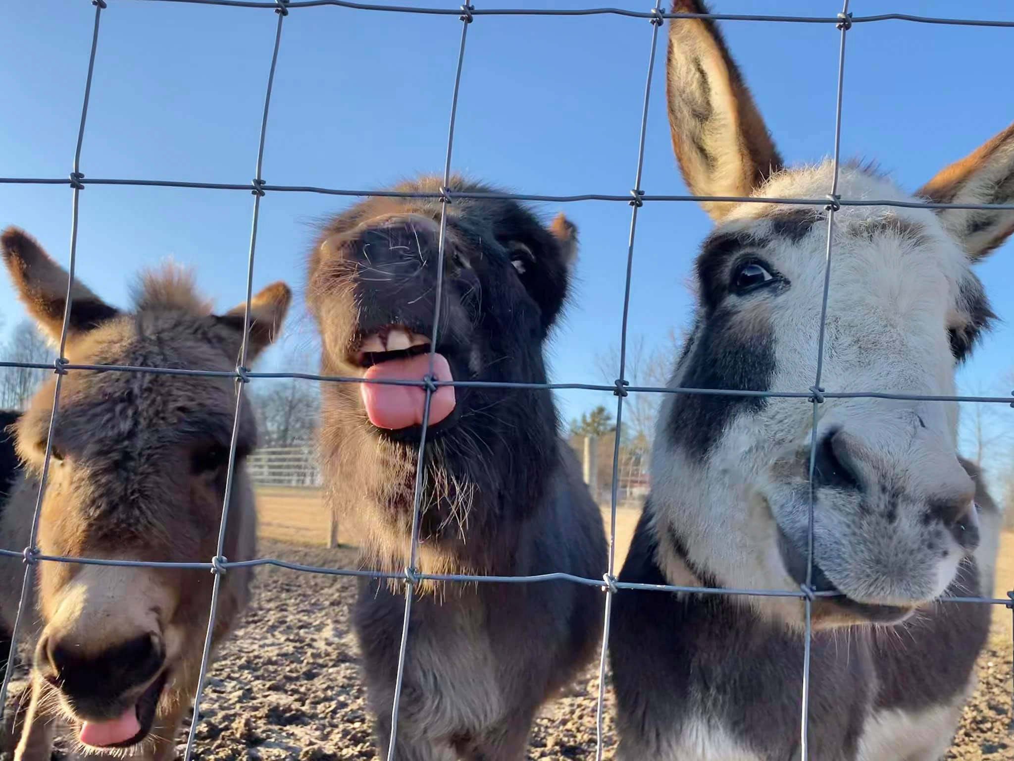 One Happy Ass Farm - Visit Richmond Indiana